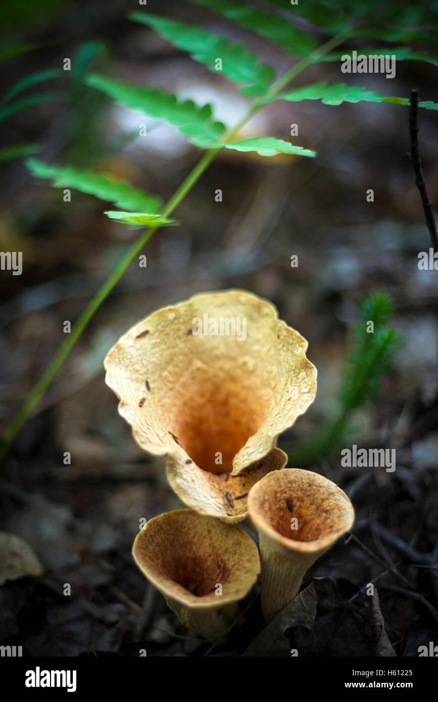 Tubular mushroom hi-res stock photography and images - Alamy