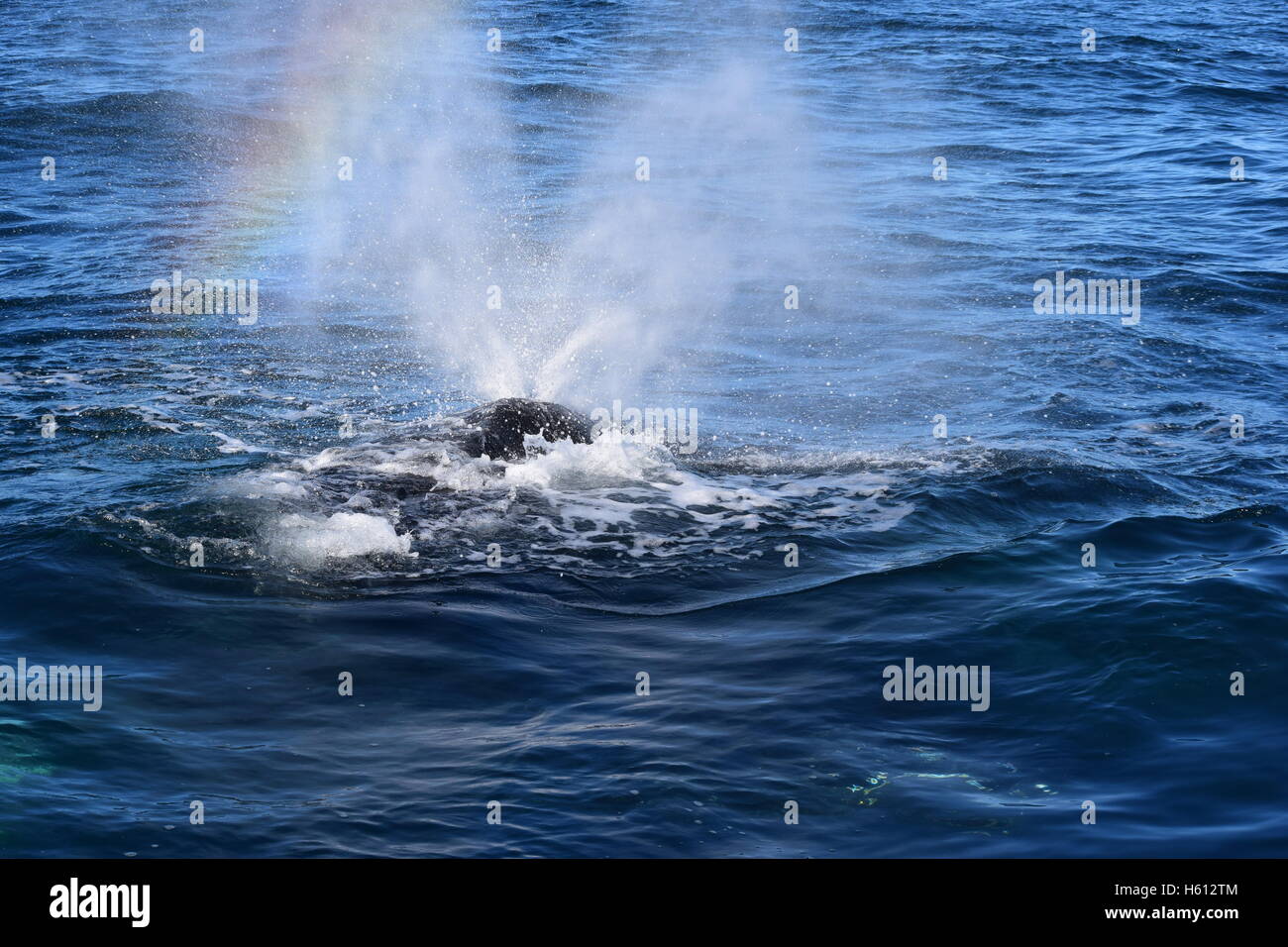 Humpback whale breath pattern hi-res stock photography and images - Alamy