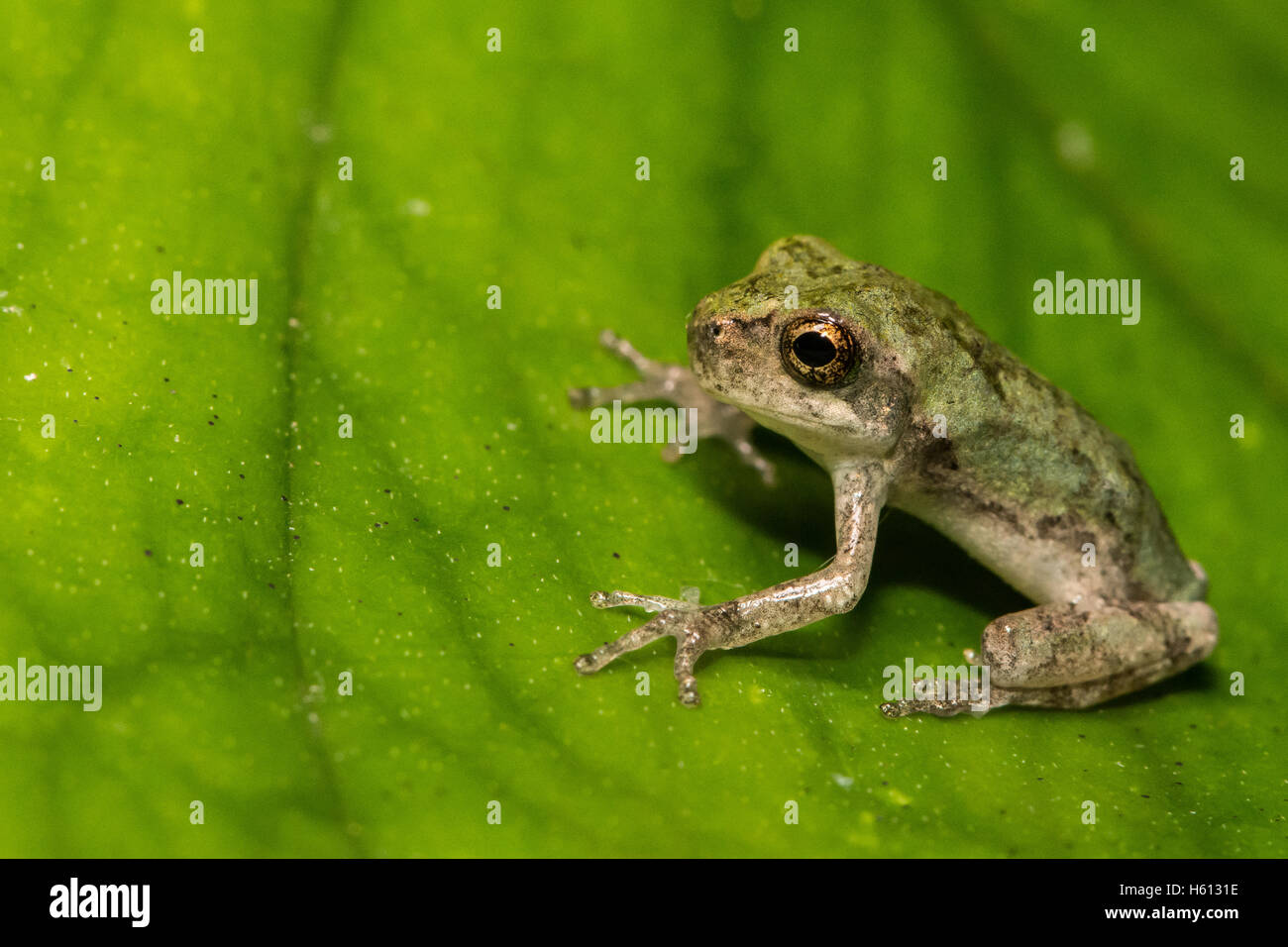 Gray Treefrog Metamorph Stock Photo - Alamy