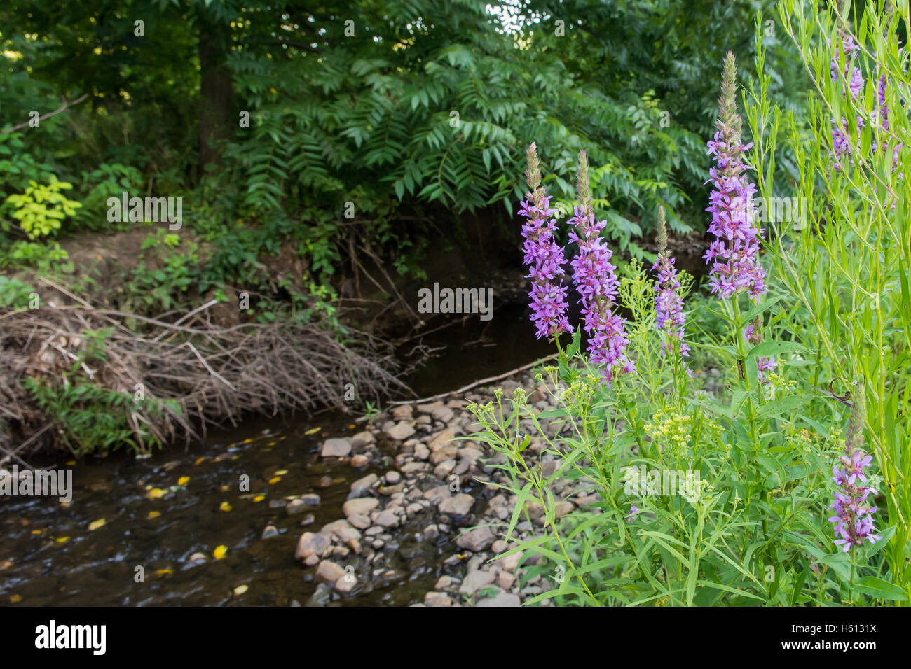 Purple Loosestrife destroying wetlands in a park in New York State ...