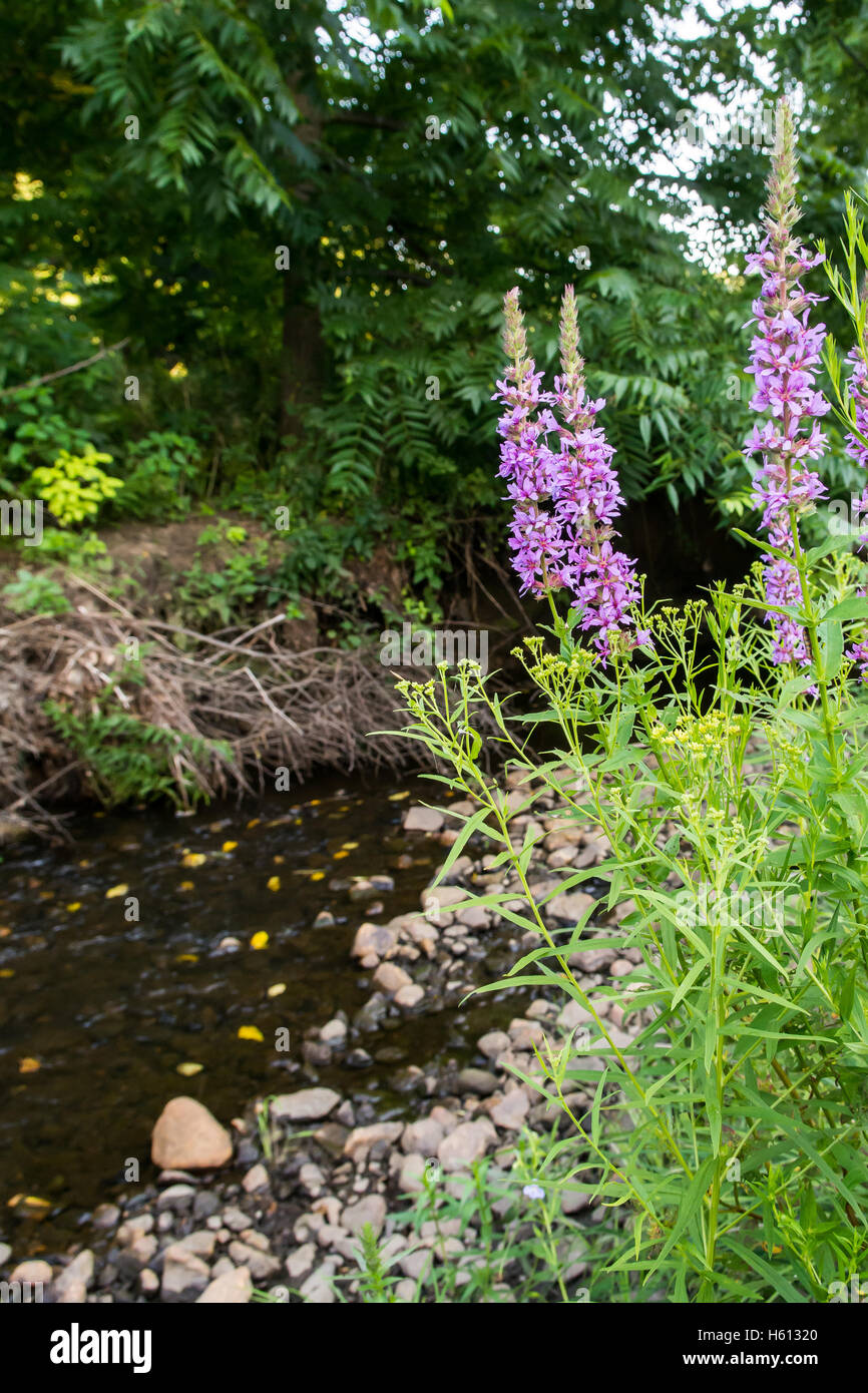 Purple Loosestrife destroying wetlands in a park in New York State ...