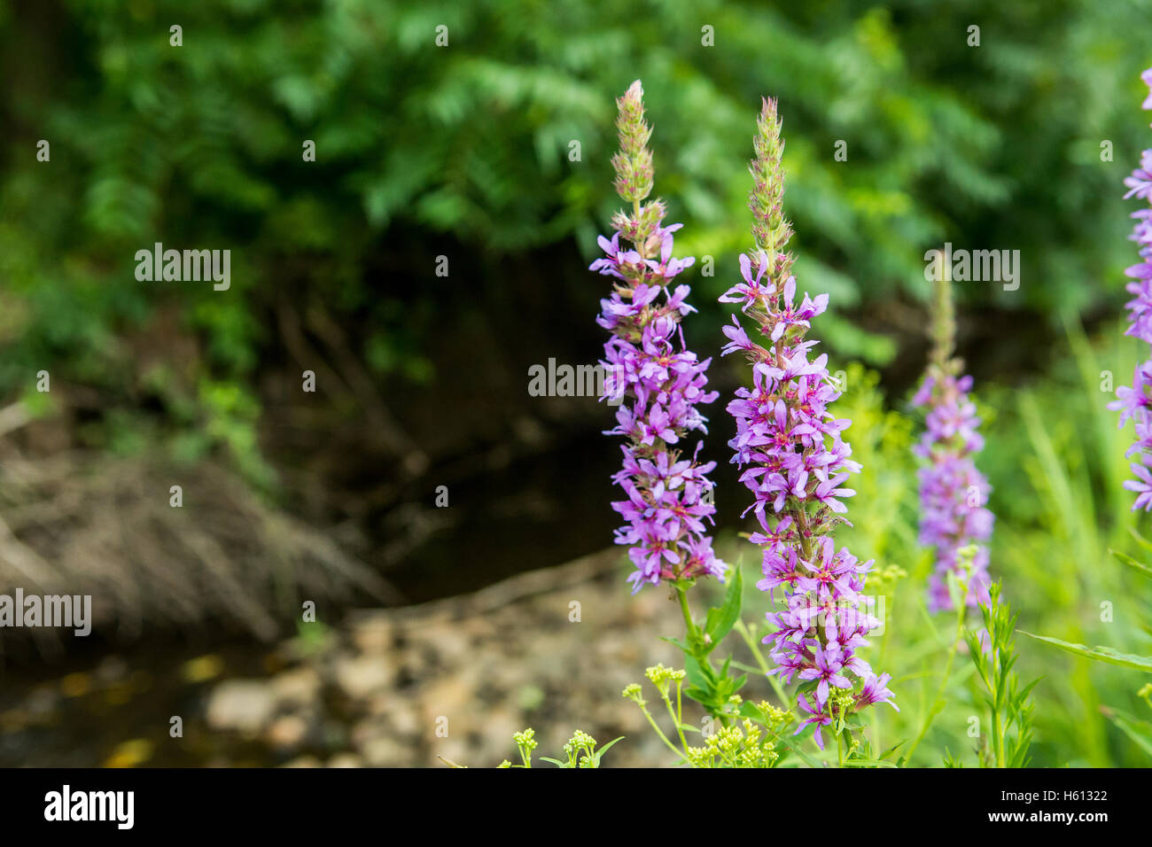 Purple Loosestrife destroying wetlands in a park in New York State ...