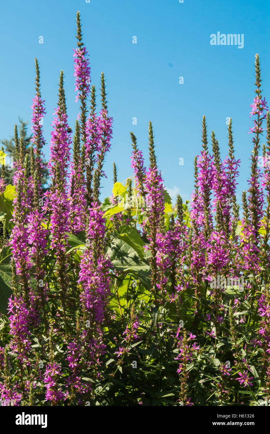 Purple Loosestrife destroying wetlands in a park in New York State ...