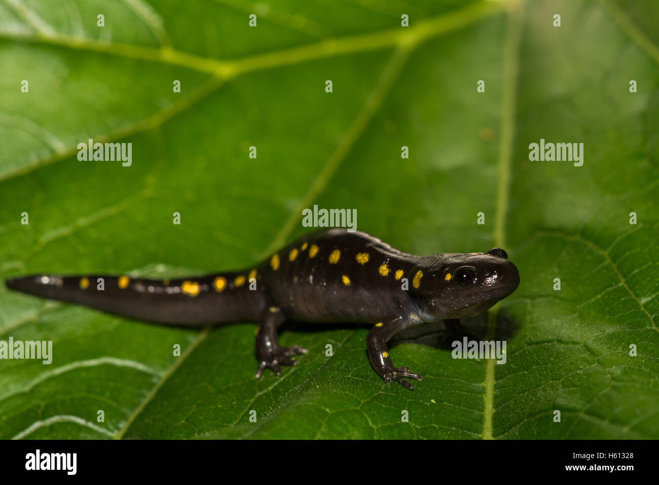 Happy salamander hi-res stock photography and images - Alamy