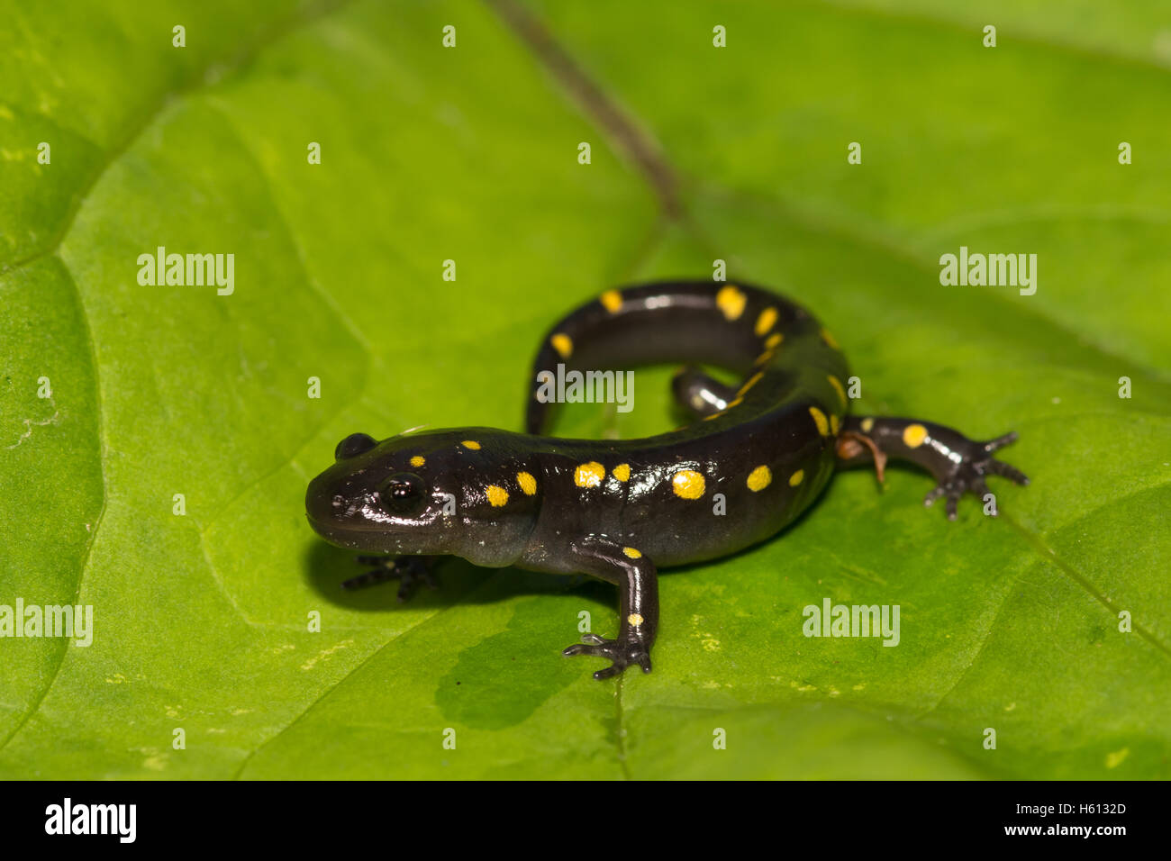 Happy salamander hi-res stock photography and images - Alamy