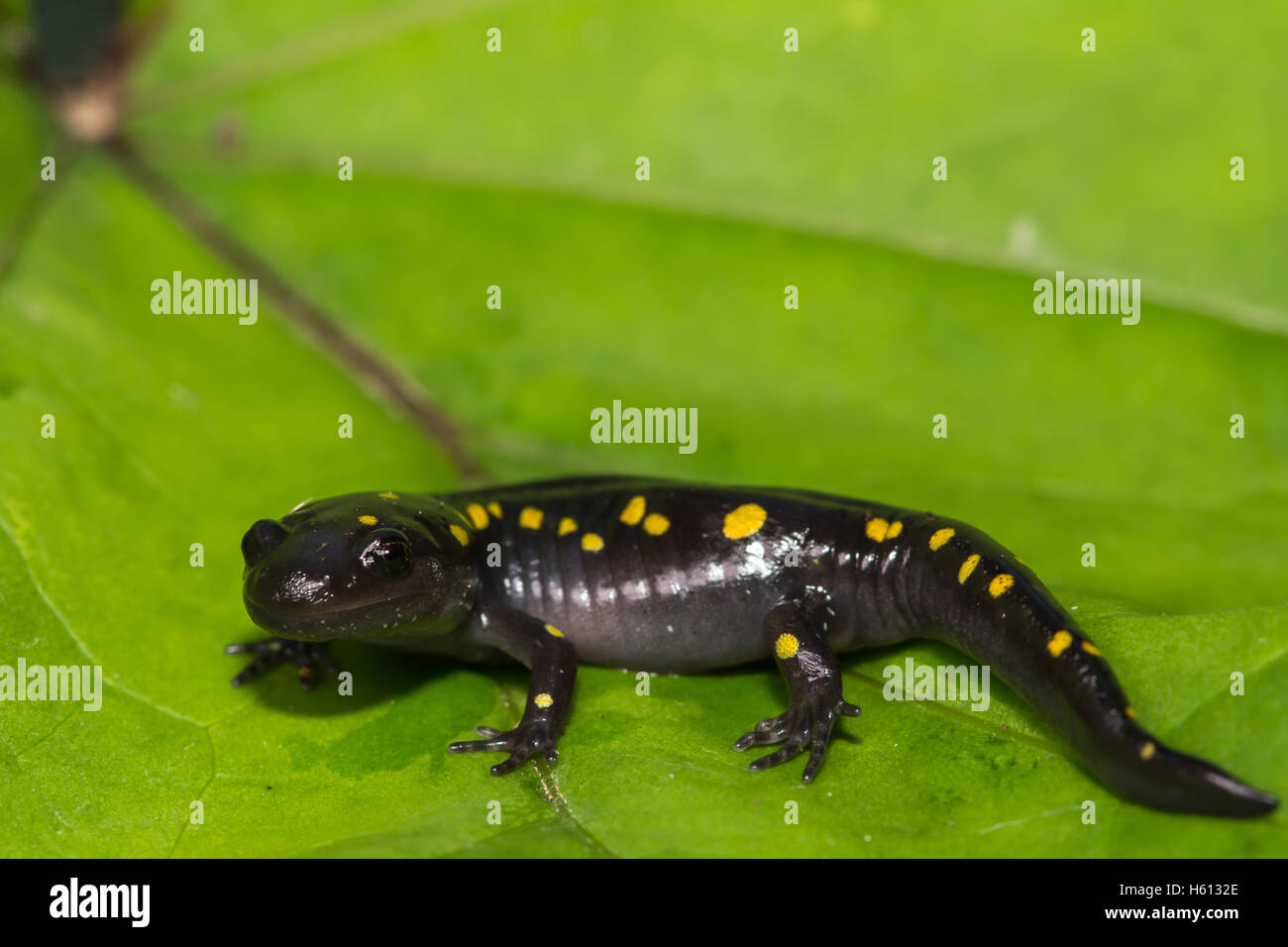 Salamander habitat hi-res stock photography and images - Alamy