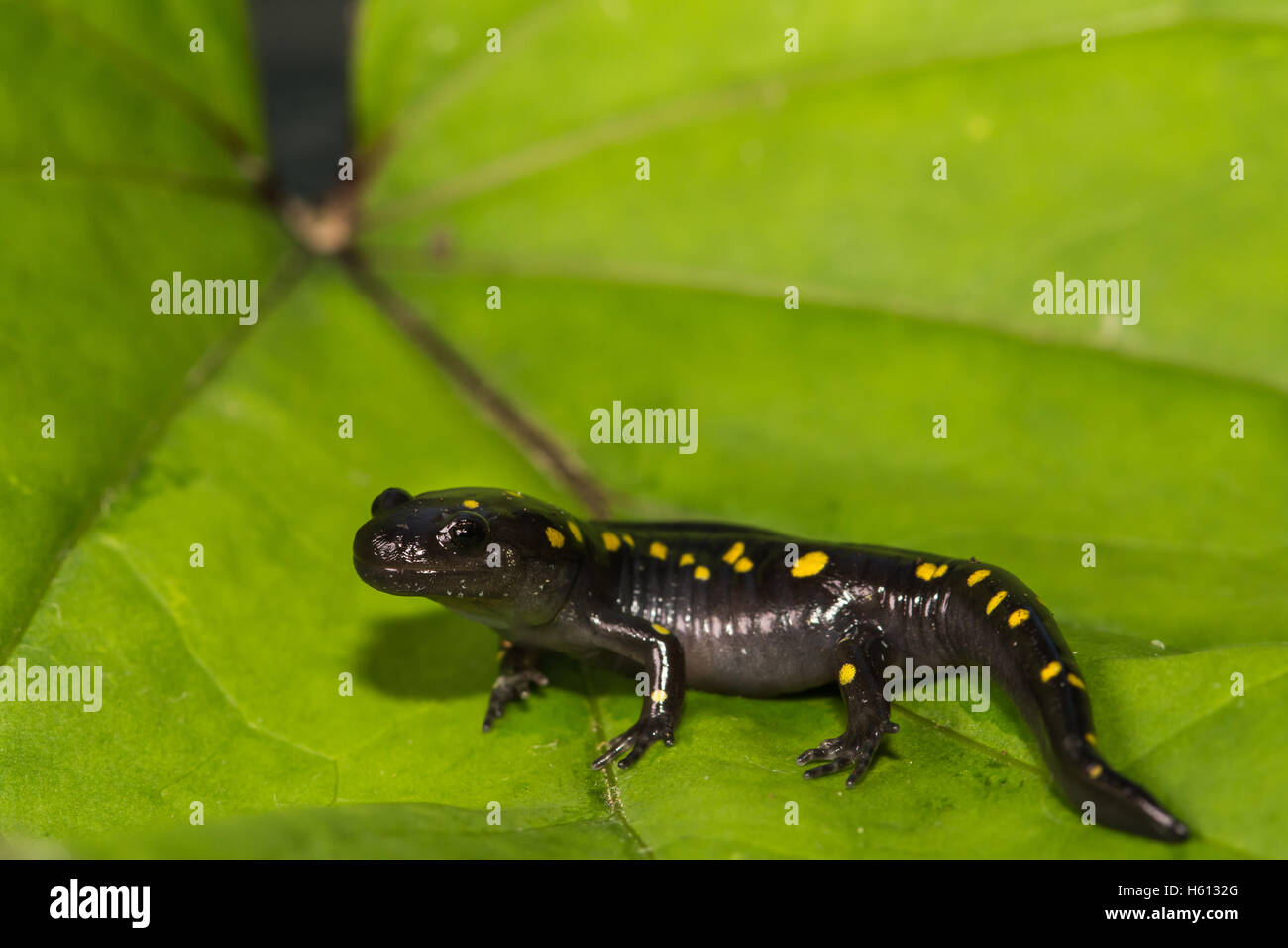 Adult salamander hi-res stock photography and images - Alamy