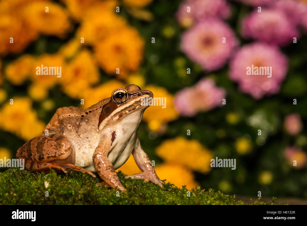 Cryptic frog hi-res stock photography and images - Alamy