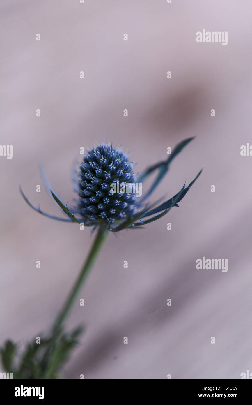 Macro of a single blue thistle Eryngium flower with the prickly detail ...