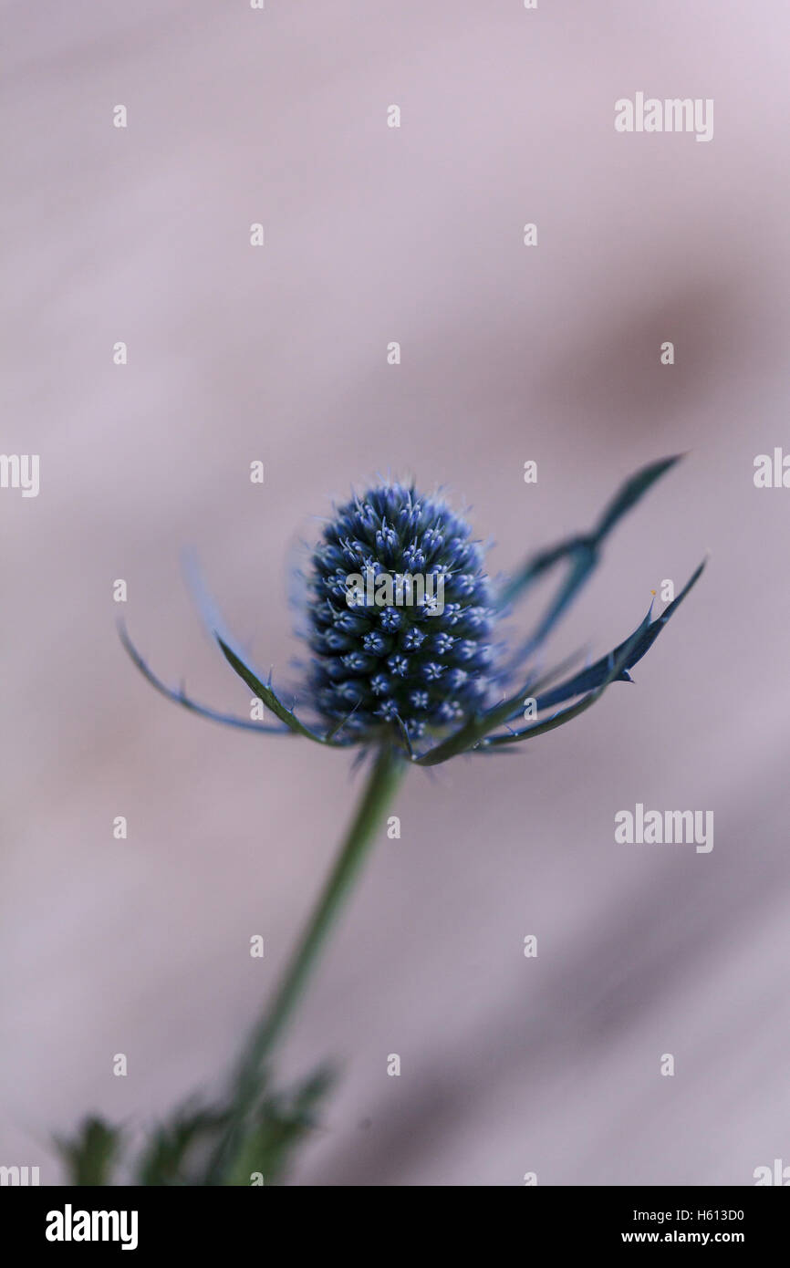 Macro of a single blue thistle Eryngium flower with the prickly detail ...