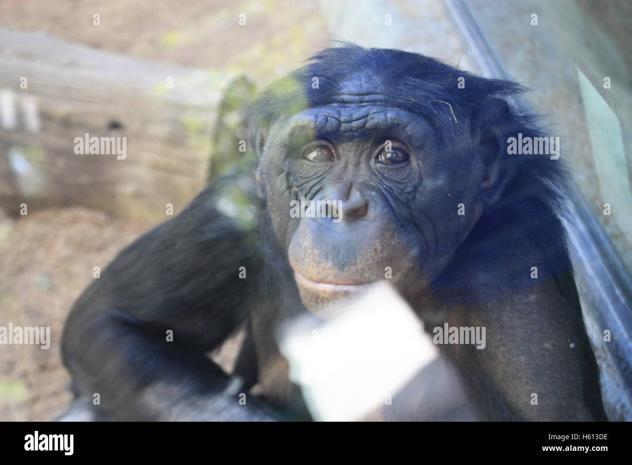Monkey through glass Stock Photo - Alamy