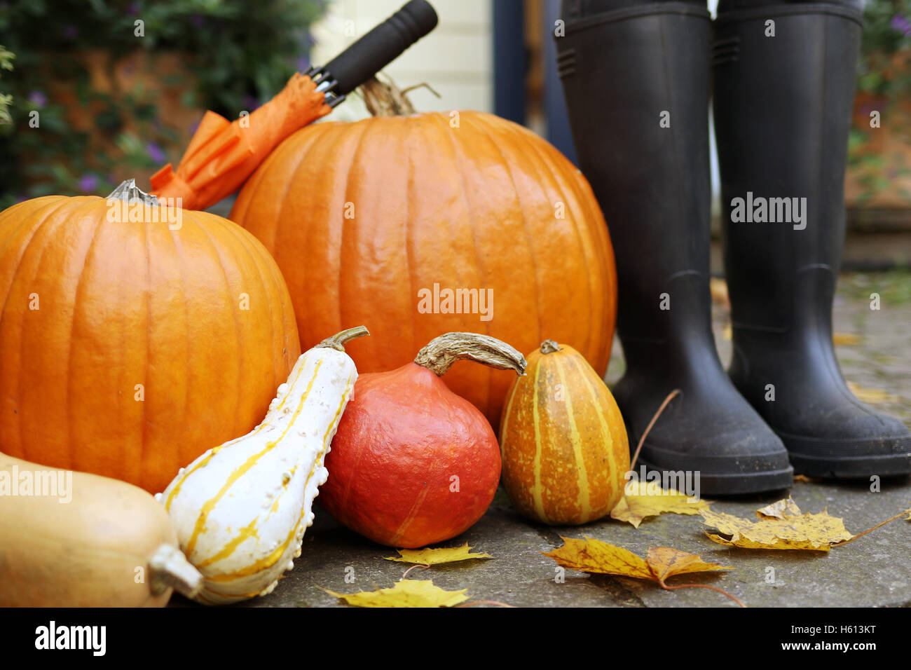 Welcome fall Pumpkins Background Stock Photo - Alamy