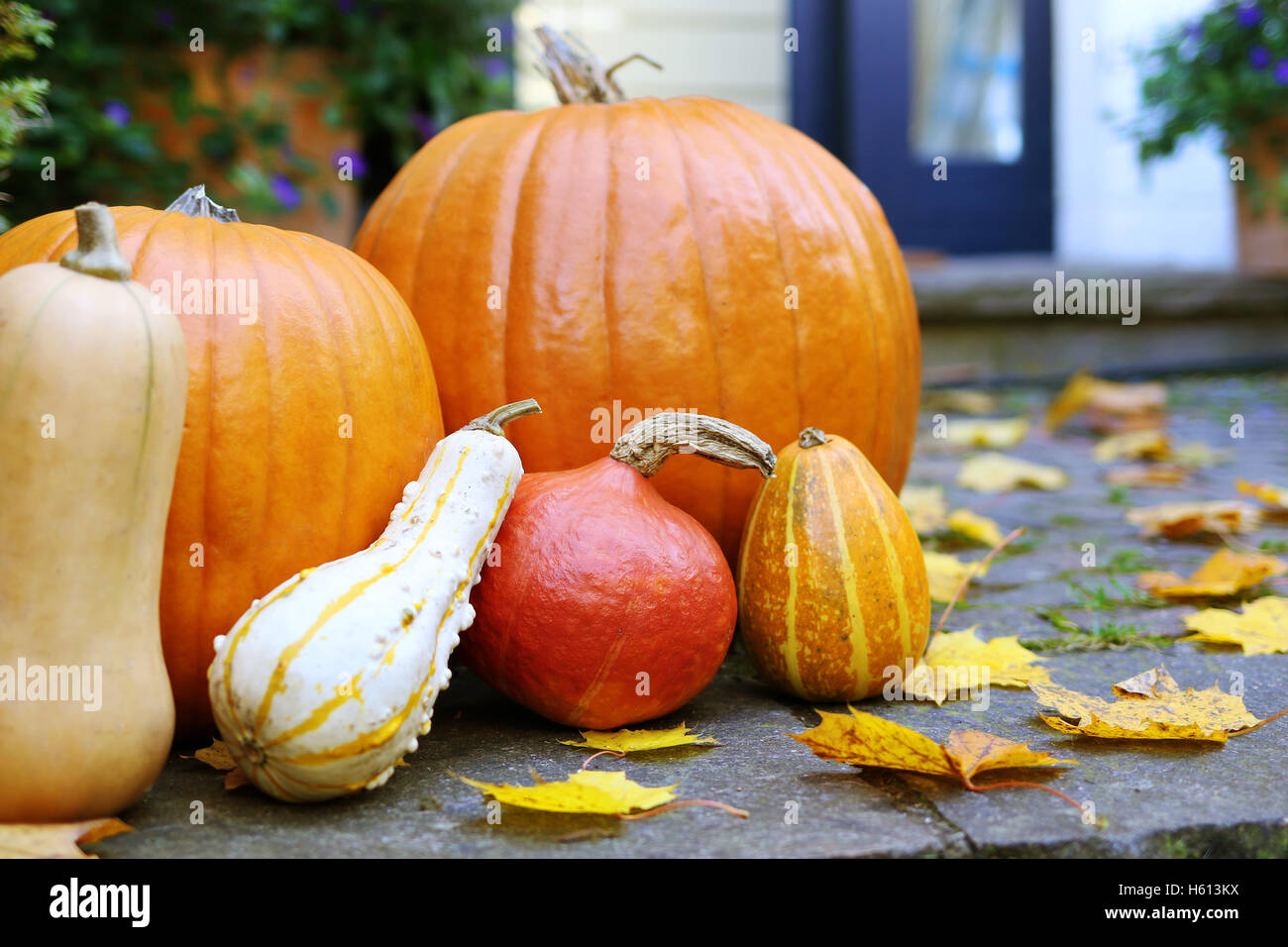 Welcome fall Pumpkins Background Stock Photo - Alamy