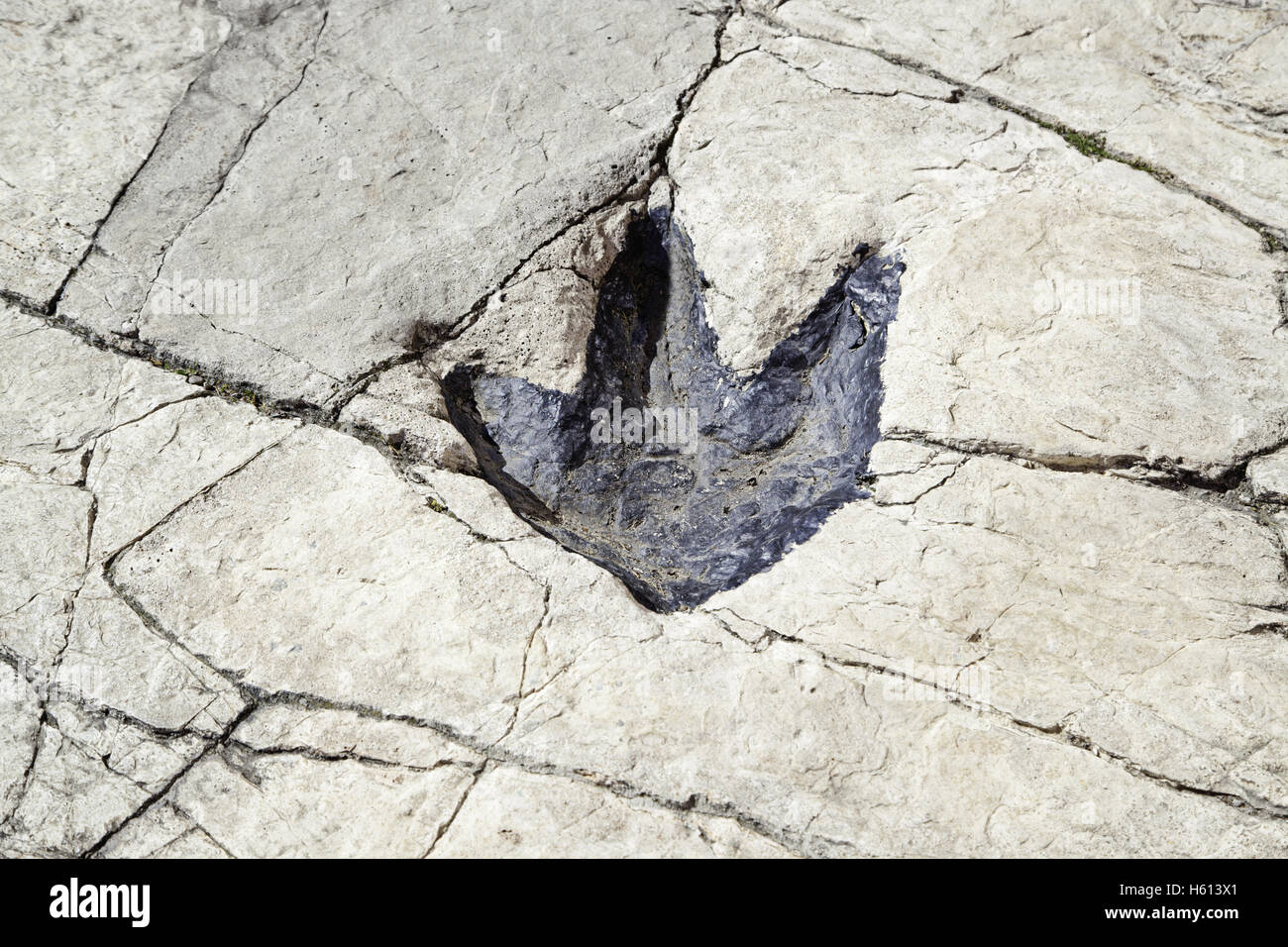 Fossilized dinosaur footprints, ancient archaeological find detailed ...