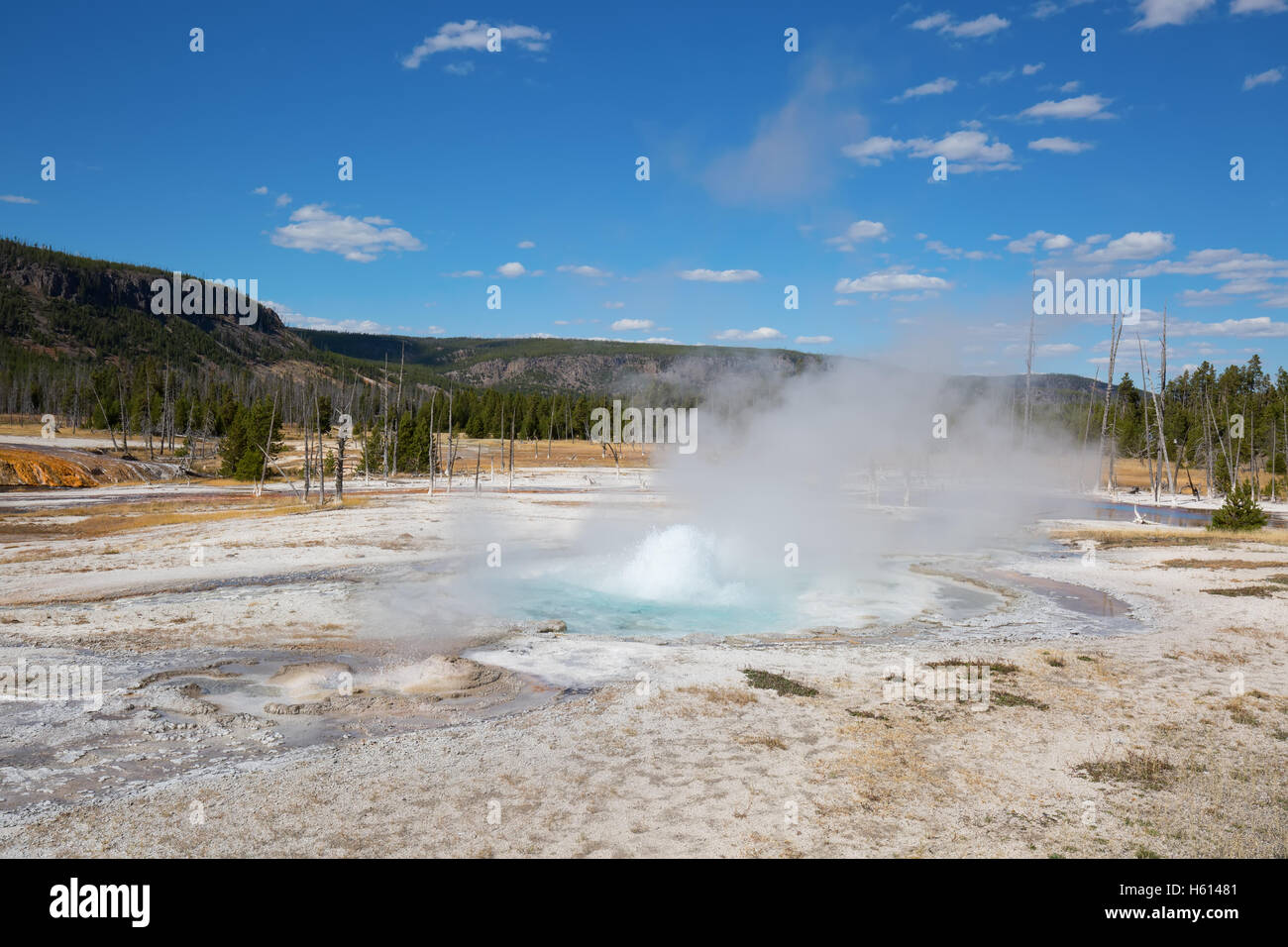 Spouter geyser eruption in the Yellowstone national park, USA Stock ...