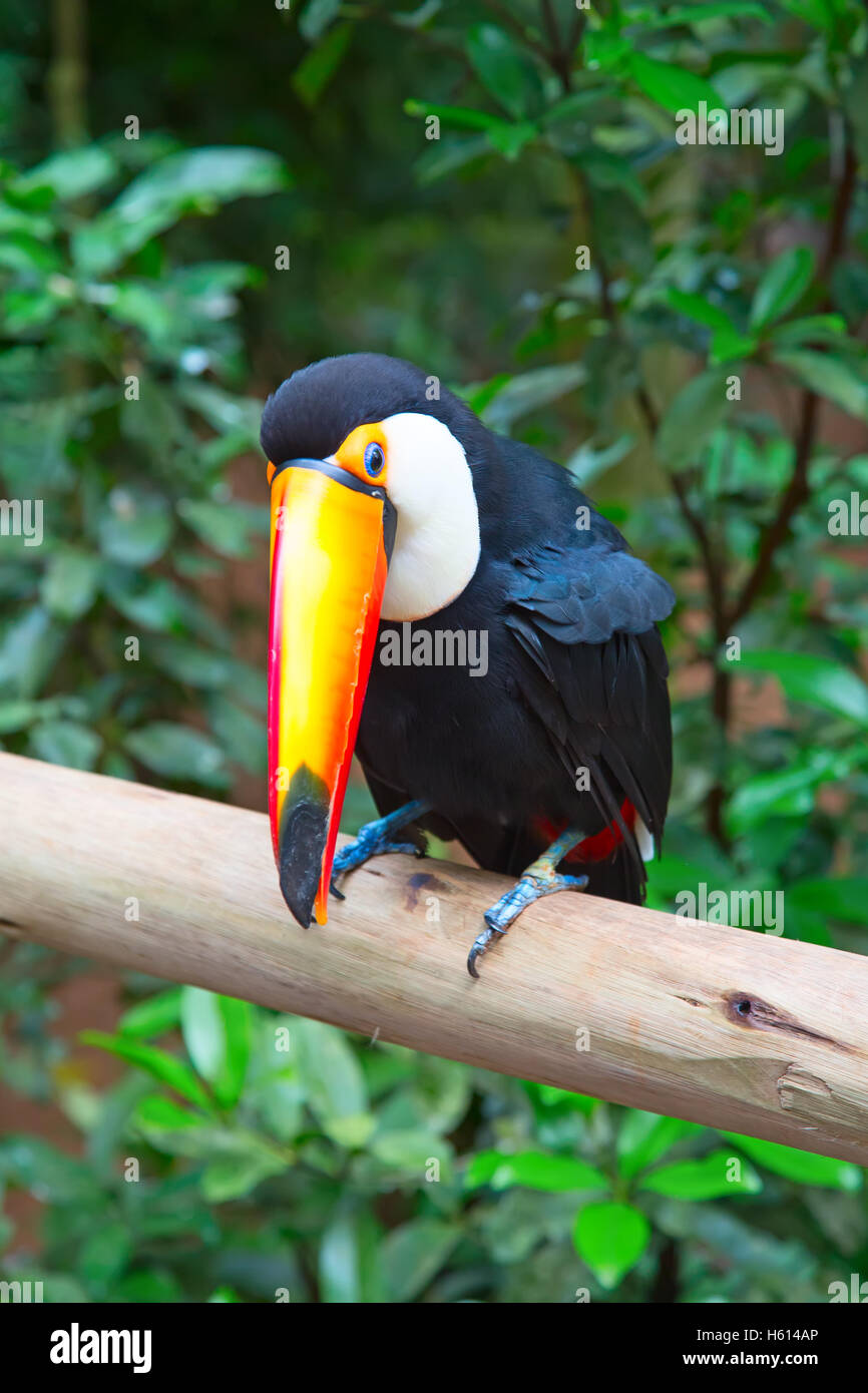 Colorful tucan in the wild Stock Photo - Alamy