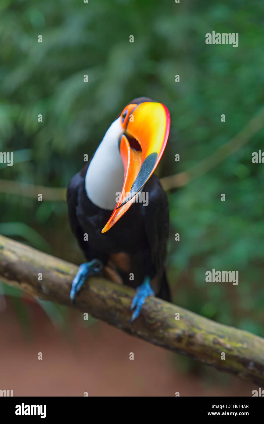 Colorful tucan in the wild Stock Photo - Alamy