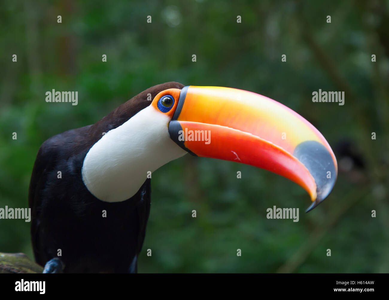 Colorful tucan in the wild Stock Photo - Alamy