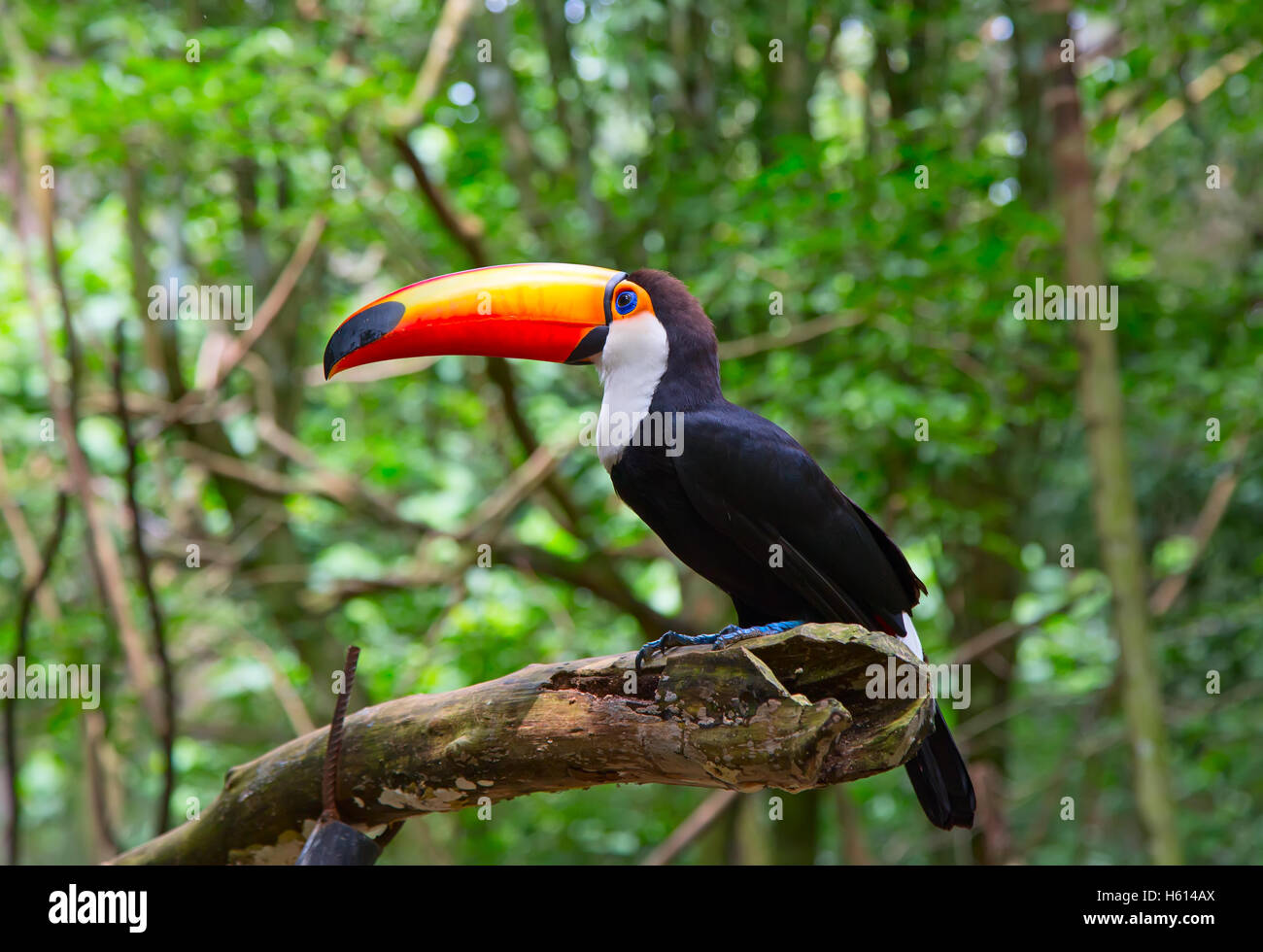 Colorful tucan in the wild Stock Photo - Alamy