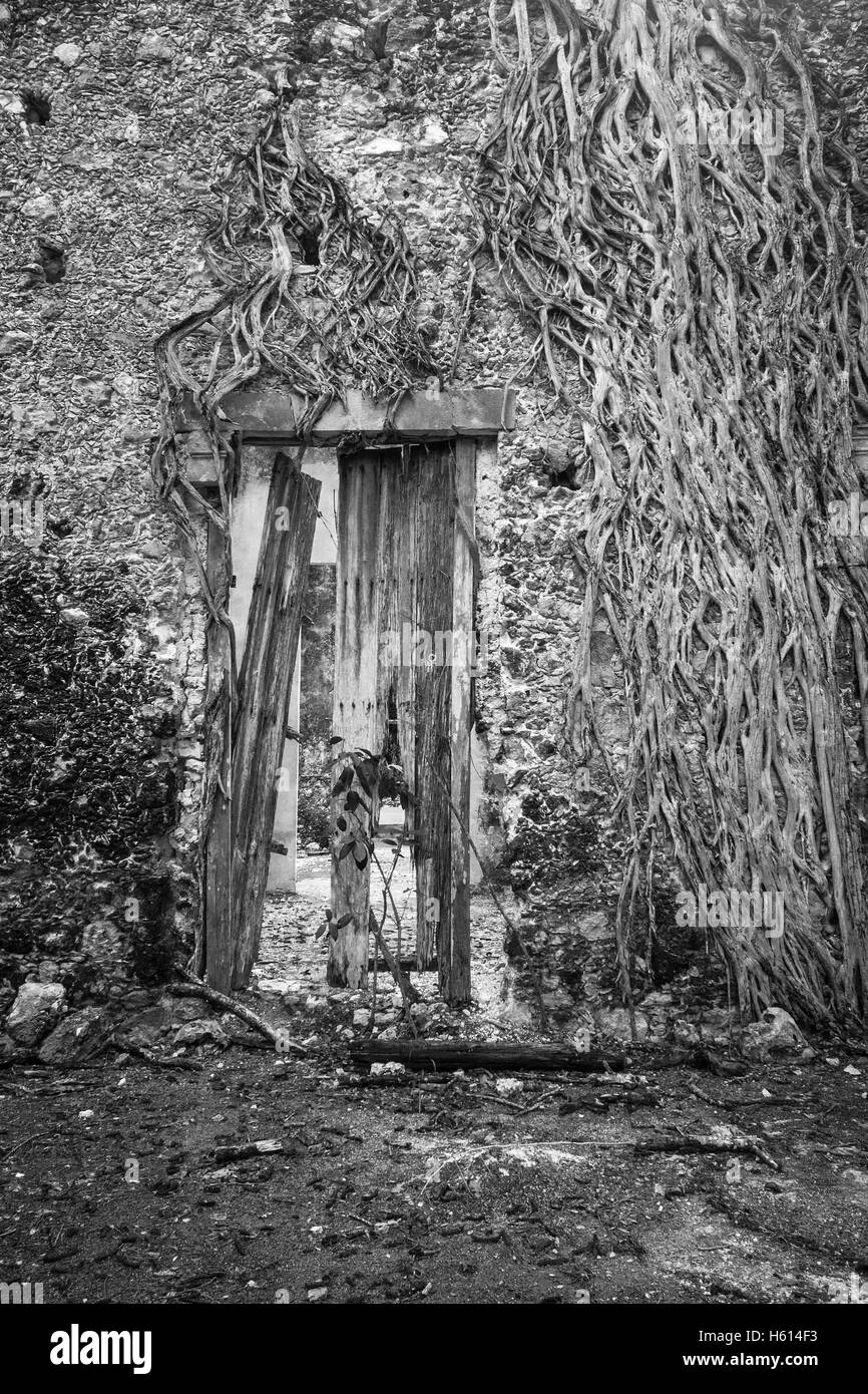 Vines overgrown Black and White Stock Photos & Images - Alamy