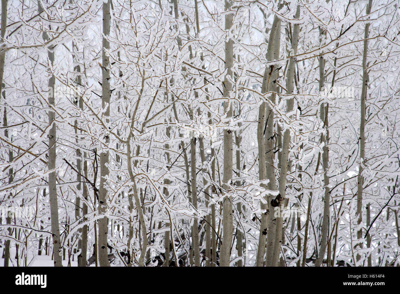 Ice Covered Aspen Trees in Winter Stock Photo - Alamy