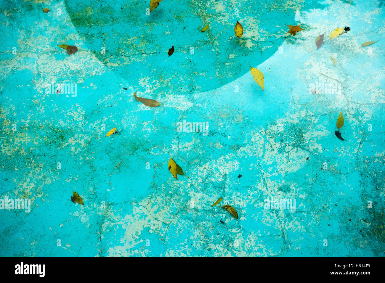 Leaves in Swimming Pool Stock Photo - Alamy