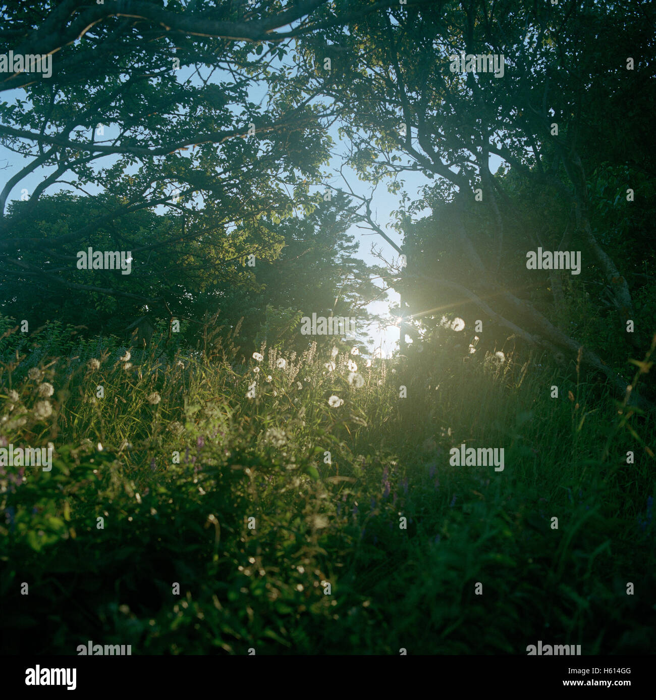 Sun with trees hi-res stock photography and images - Alamy
