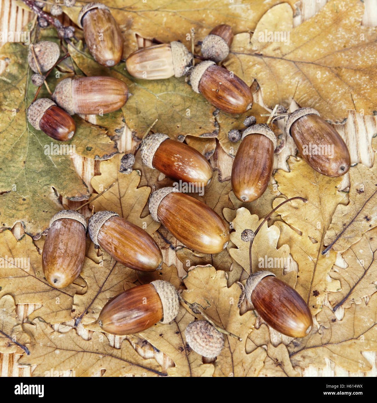 Acorns and oak leaves as nature background Stock Photo - Alamy