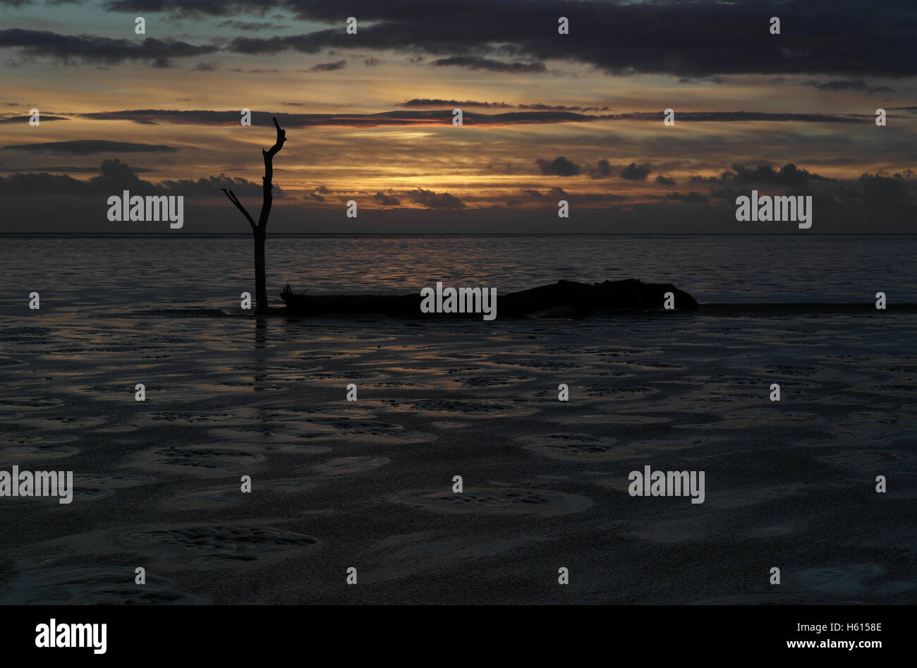 Black tree trunk with vertical branch on dark expanse of wet beach sand ...