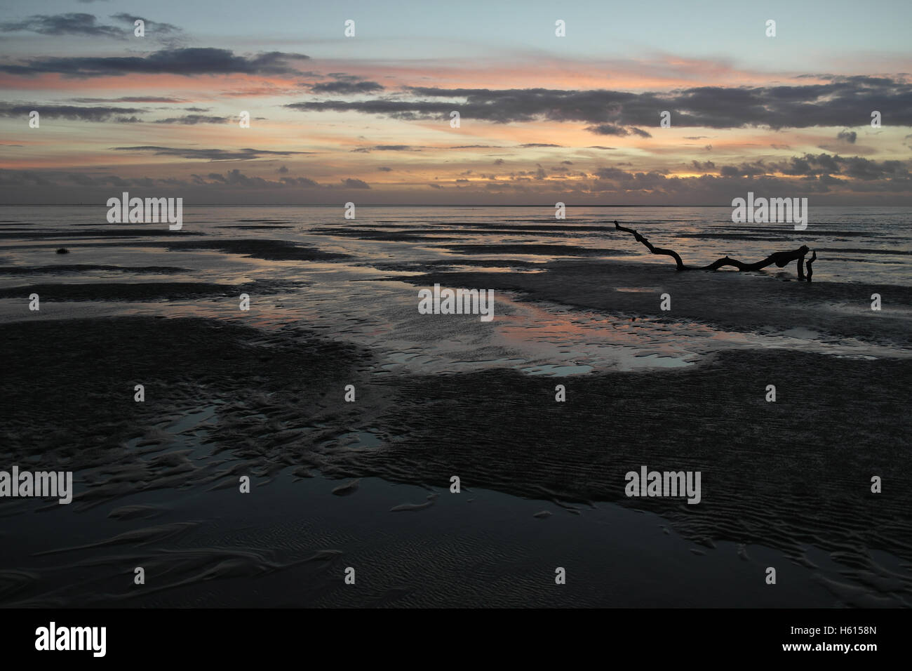 Crooked tree branch on an expanse of wet beach sand with dry hummocks ...