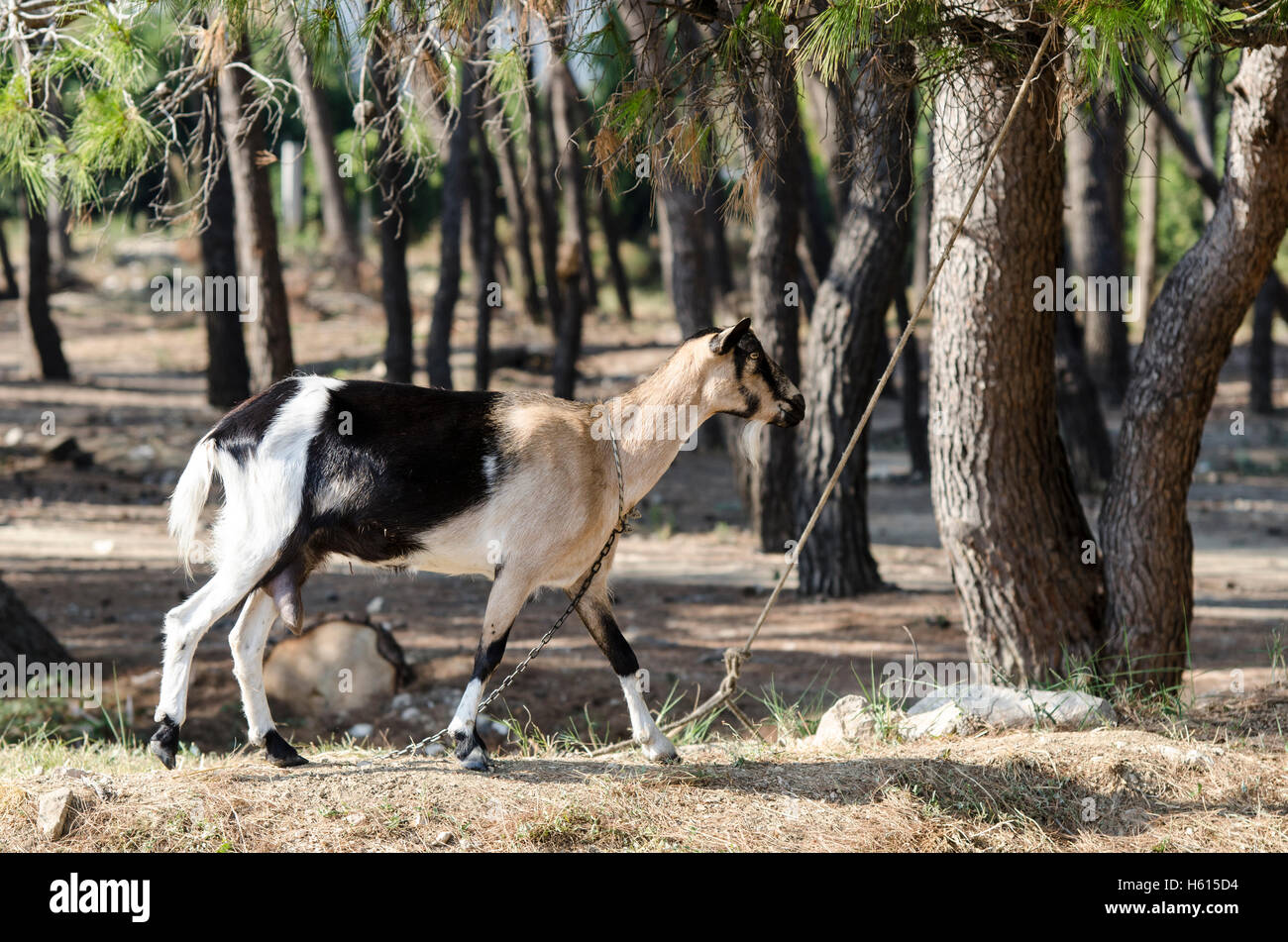 Goat by the tree Stock Photo - Alamy