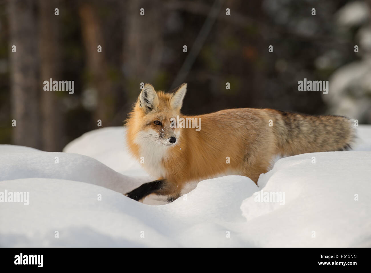 Red fox in snow Stock Photo - Alamy