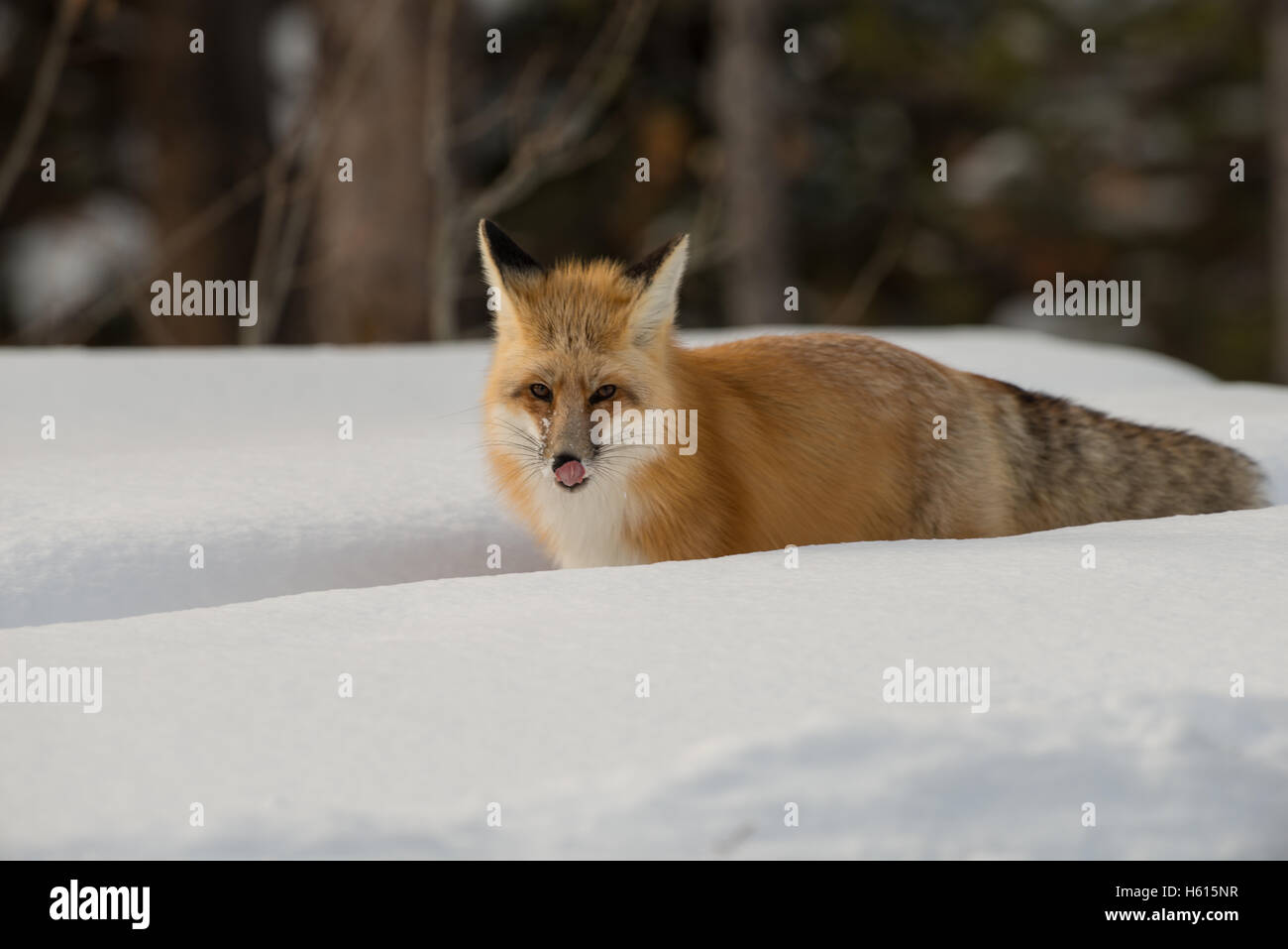 Red fox snow hi-res stock photography and images - Alamy