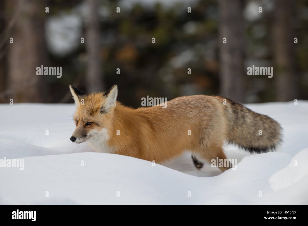 Red fox in snow Stock Photo - Alamy