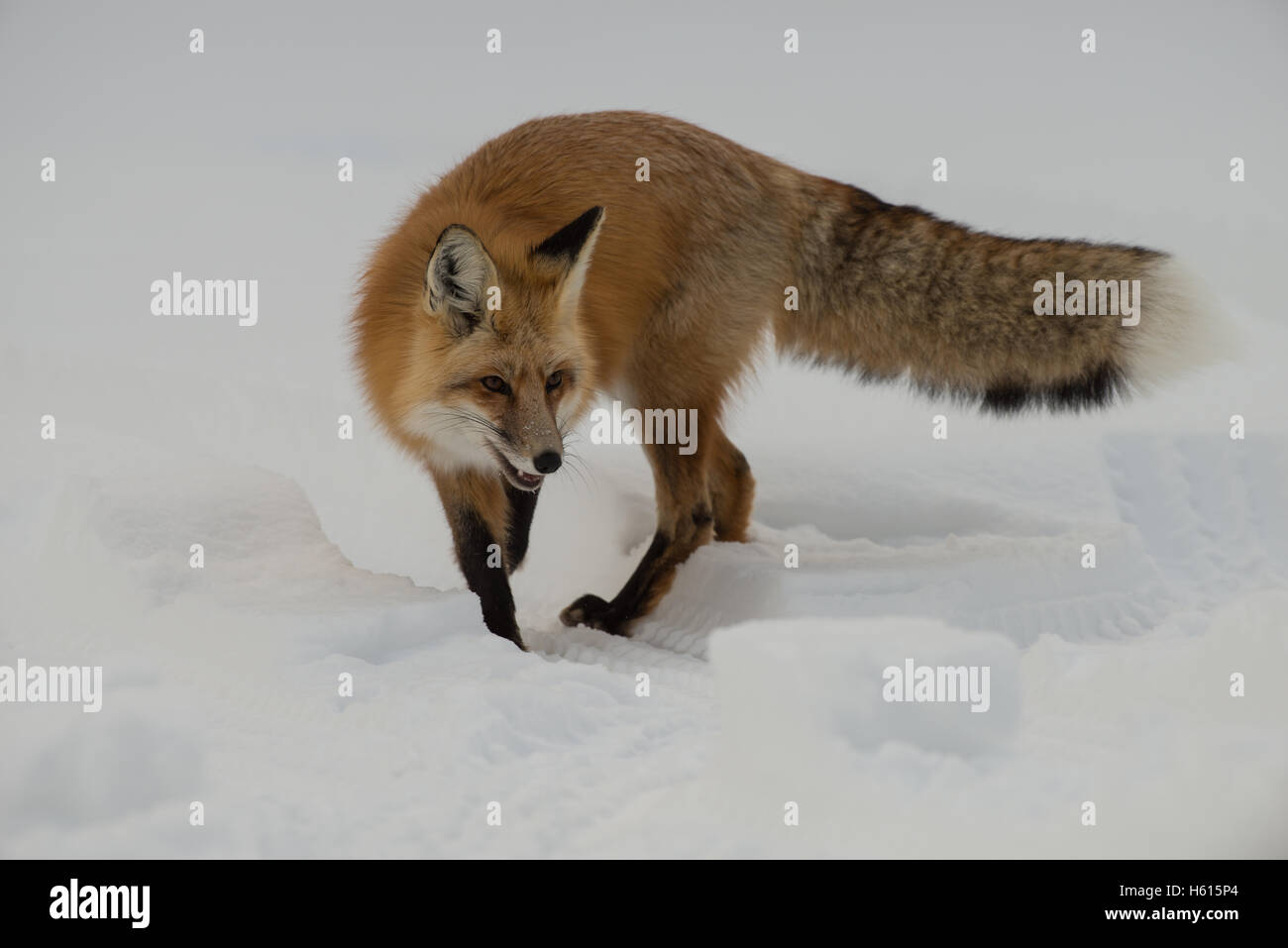 Red fox snow hi-res stock photography and images - Alamy