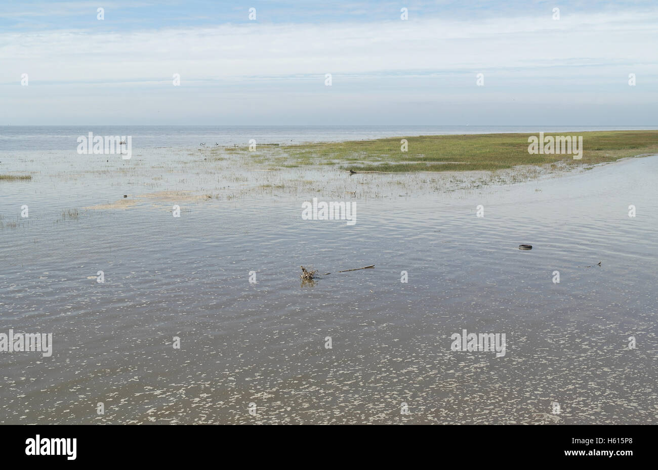 Sunny white stratus clouds view high tide flooded saltmarsh, with tree ...