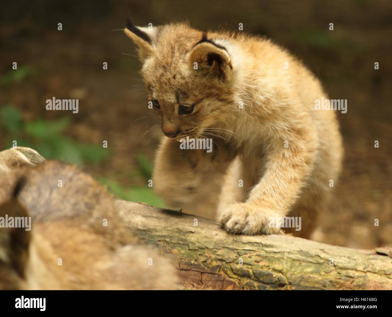 Mother And Baby Lynx High Resolution Stock Photography and Images - Alamy