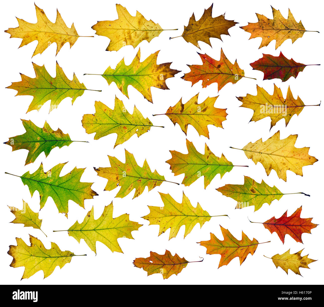 Real leaves hi-res stock photography and images - Alamy