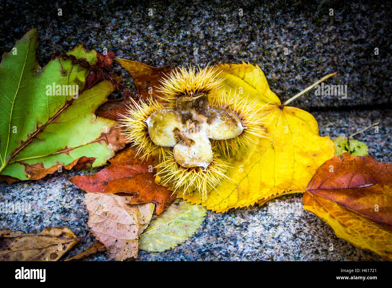 Fall at the old castle Stock Photo - Alamy