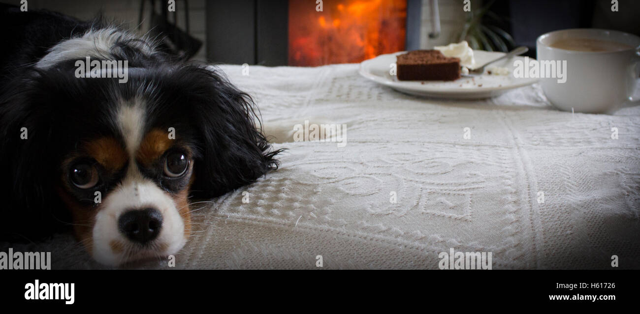 Dig king hi-res stock photography and images - Alamy