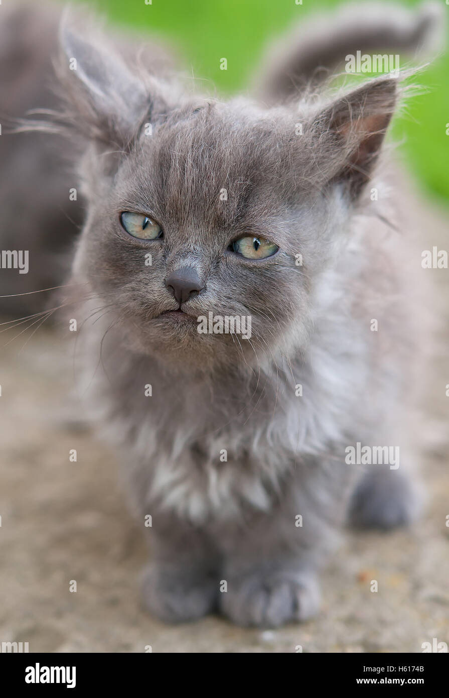 Deep blue eyes hi-res stock photography and images - Alamy