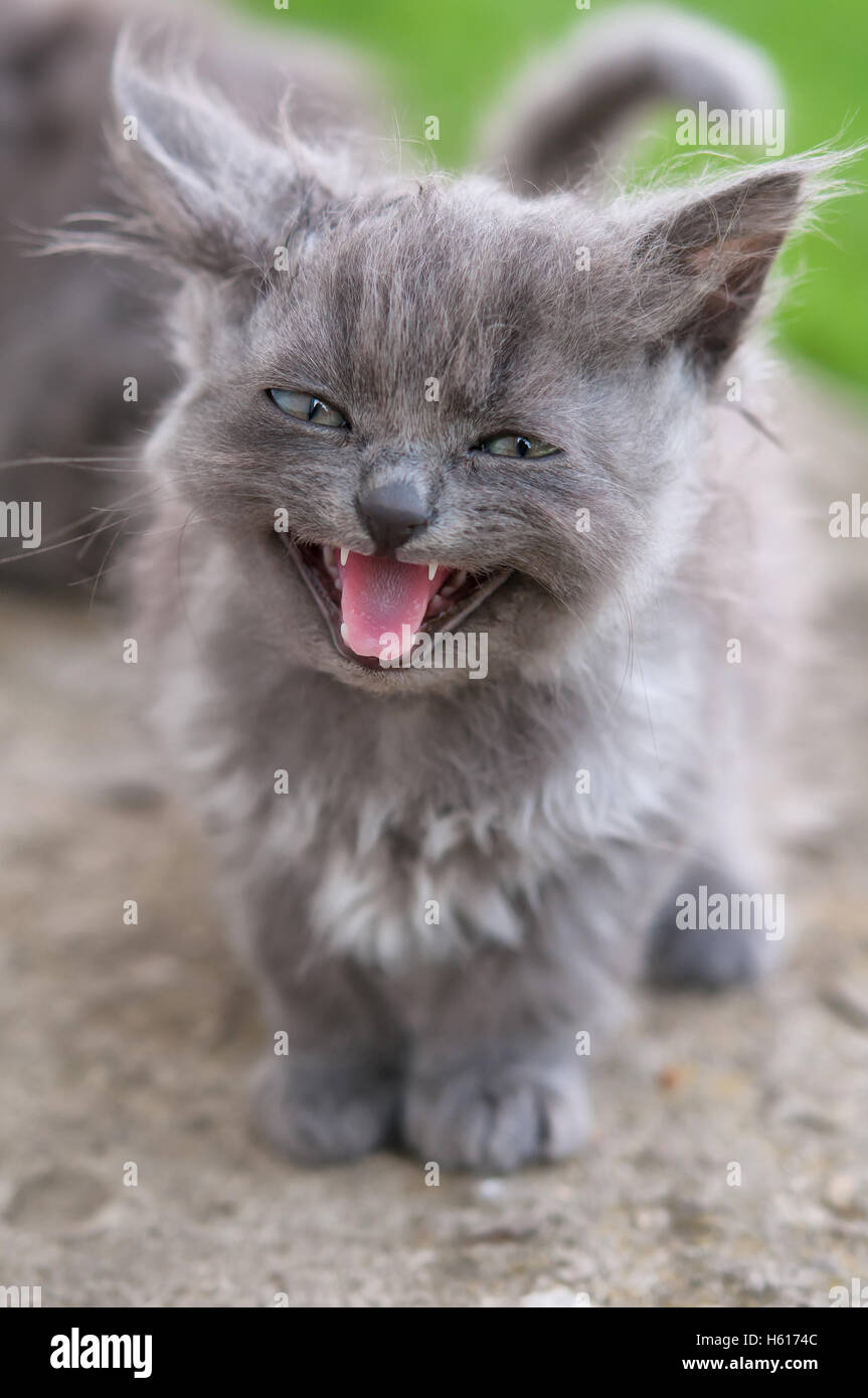 cat with deep blue eyes Stock Photo - Alamy