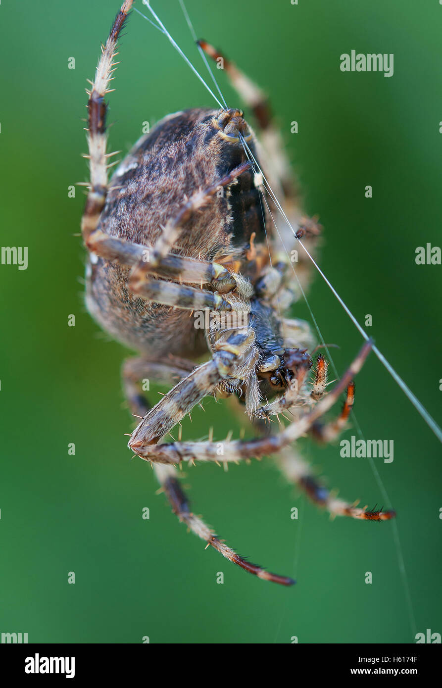 Big carnivore hi-res stock photography and images - Alamy