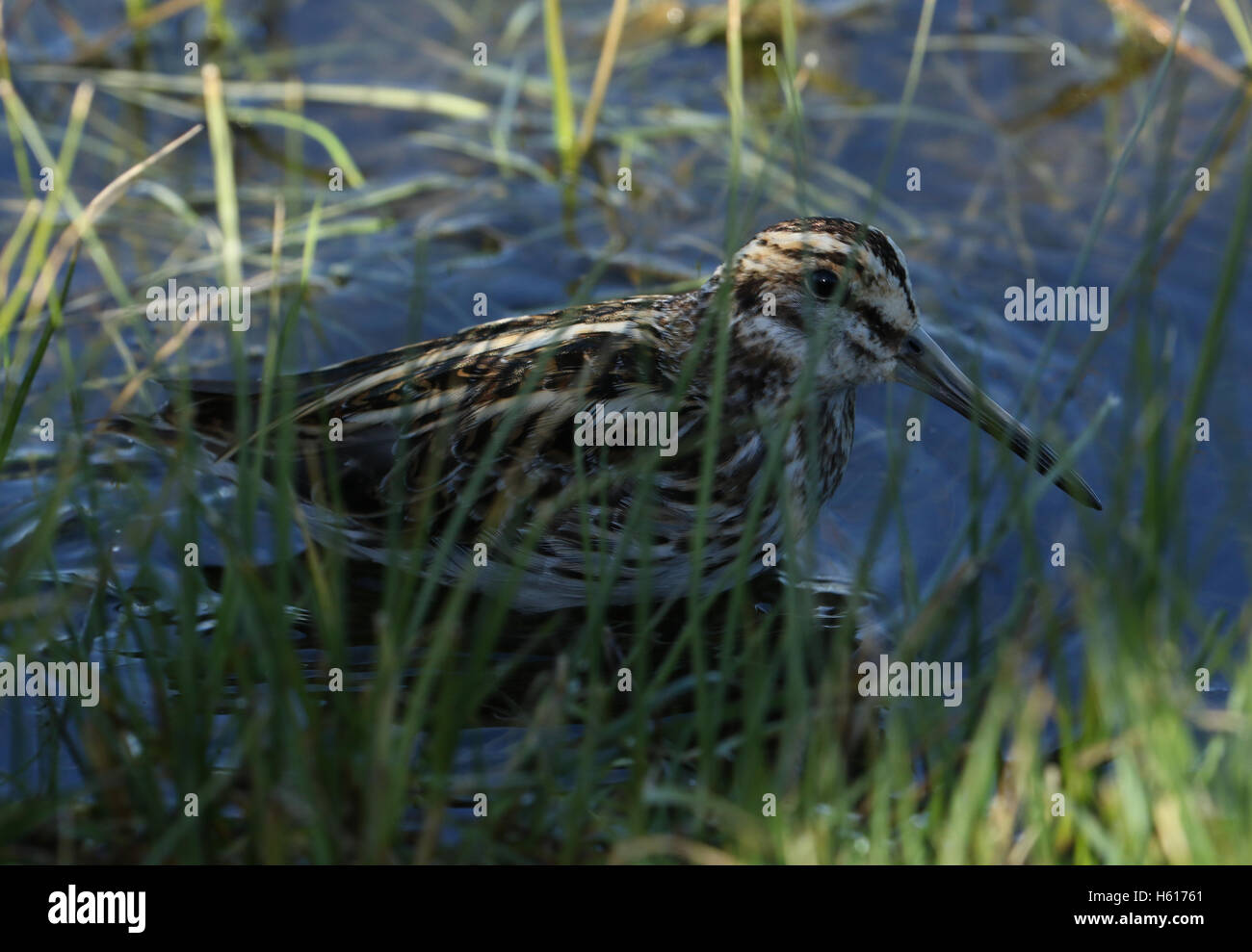 A rare Jack Snipe (Lymnocryptes minimus) hiding in the marshland Stock ...