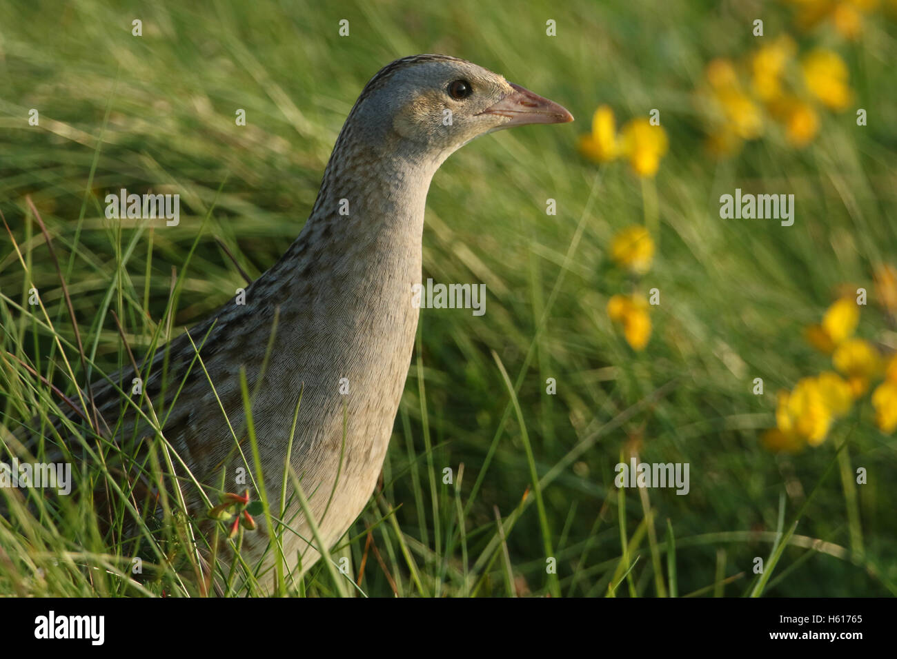 A secretive rare Corncrake (Crex crex ) in early morning light Stock ...