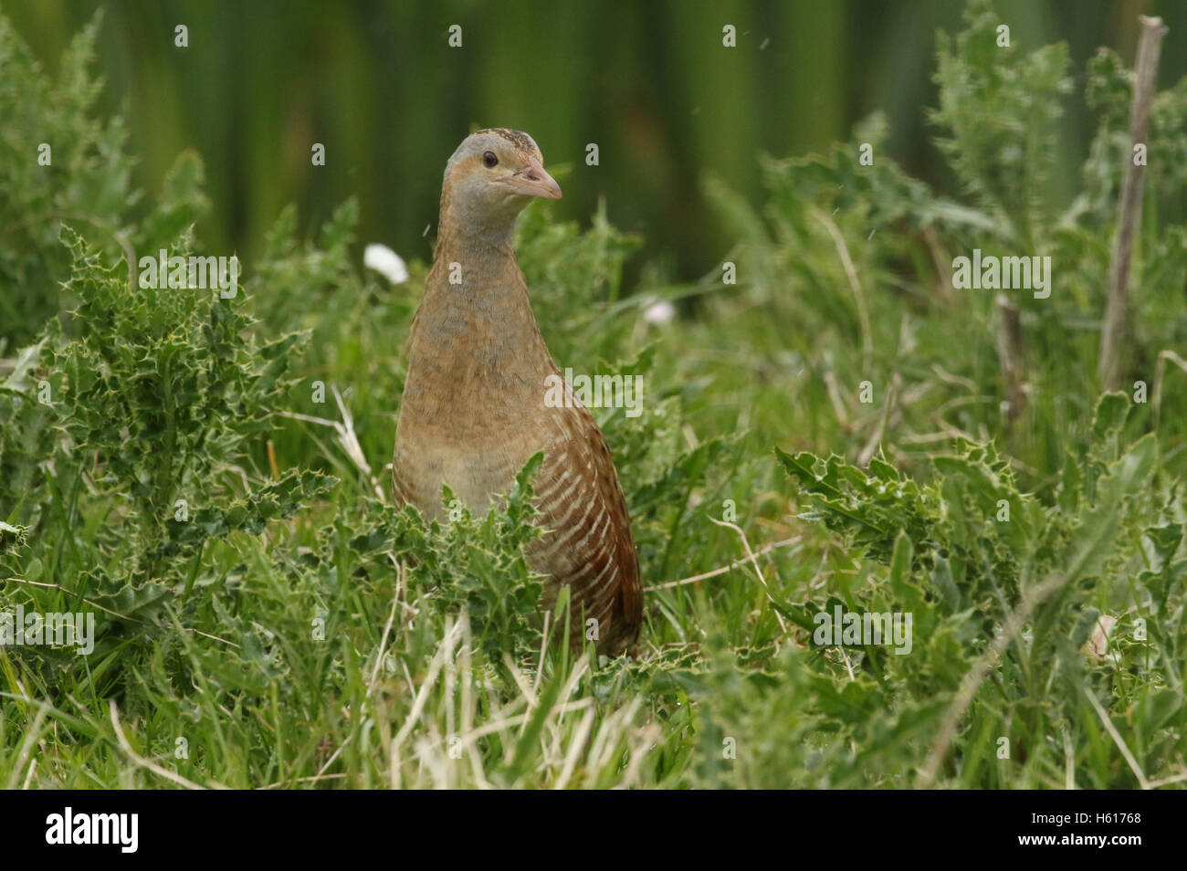A secretive rare Corncrake (Crex crex) in the rain Stock Photo - Alamy