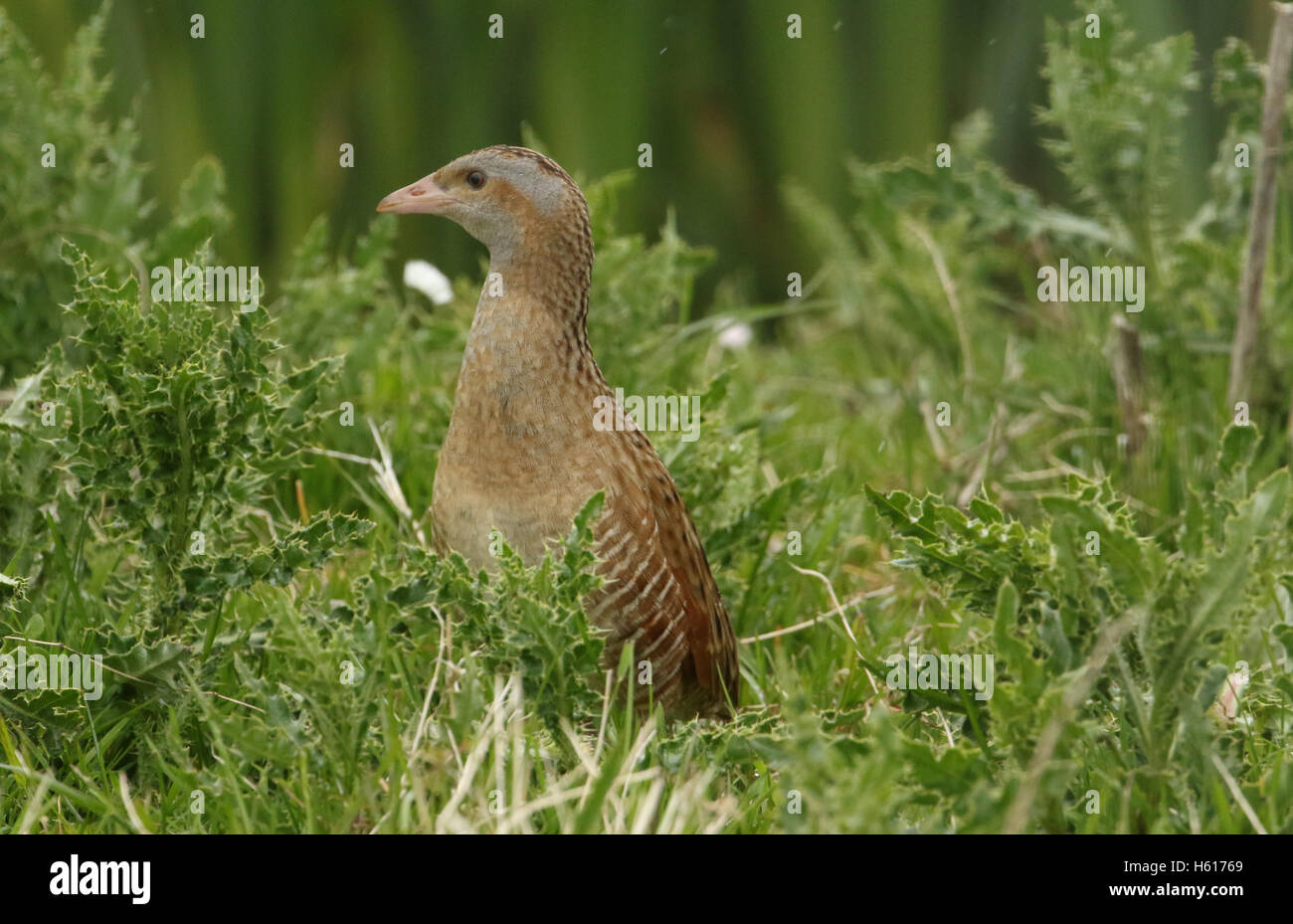 A secretive rare Corncrake (Crex crex) in the rain Stock Photo - Alamy