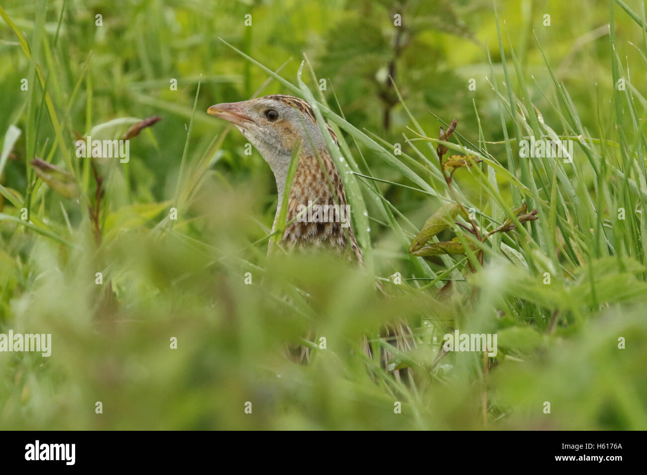 A secretive rare Corncrake (Crex crex) in the rain Stock Photo - Alamy