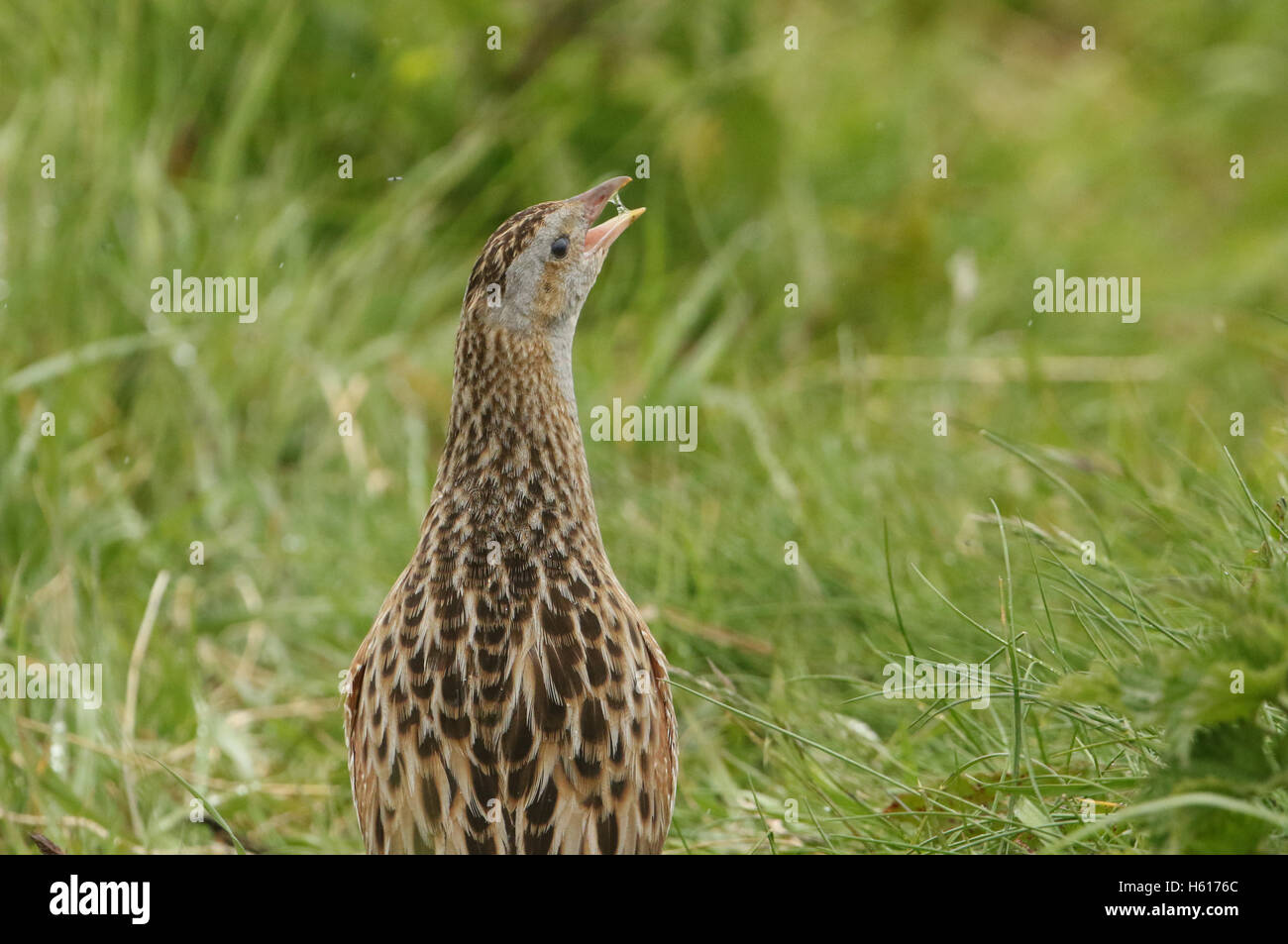 A secretive rare rasping Corncrake (Crex crex Stock Photo - Alamy