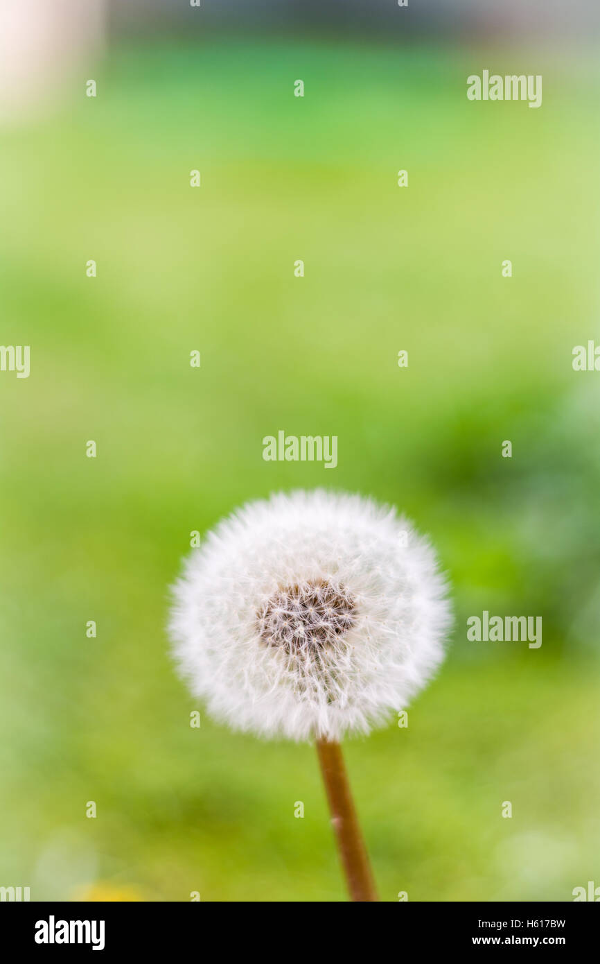 Wish plant on grass Stock Photo - Alamy
